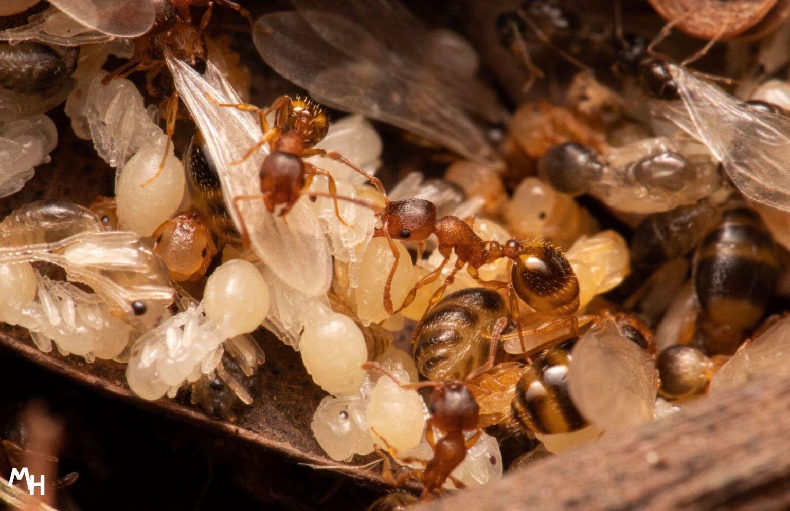 BugBitten Tapeworms are the elixir of life: for ants