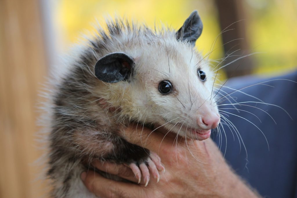 BugBitten From the wild and the tame – zoonotic parasites