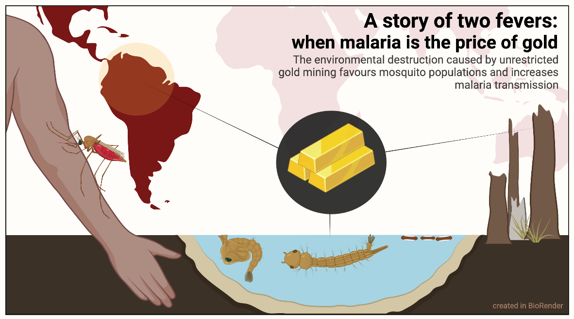A story of two fevers: when malaria is the price of gold - BugBitten