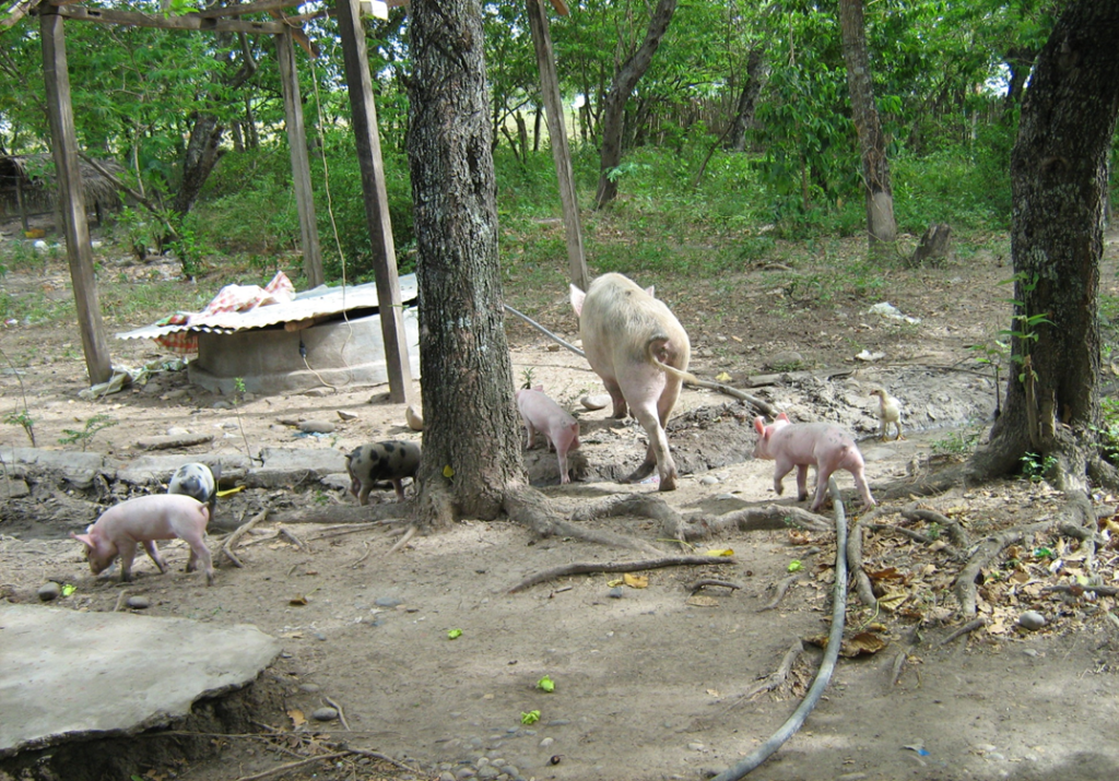 BugBitten Mapping and spatial statistics to improve neglected tropical ...