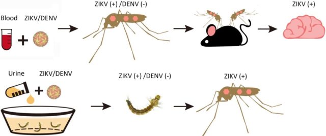 BugBitten Armigeres subalbatus, a potential vector for Zika virus