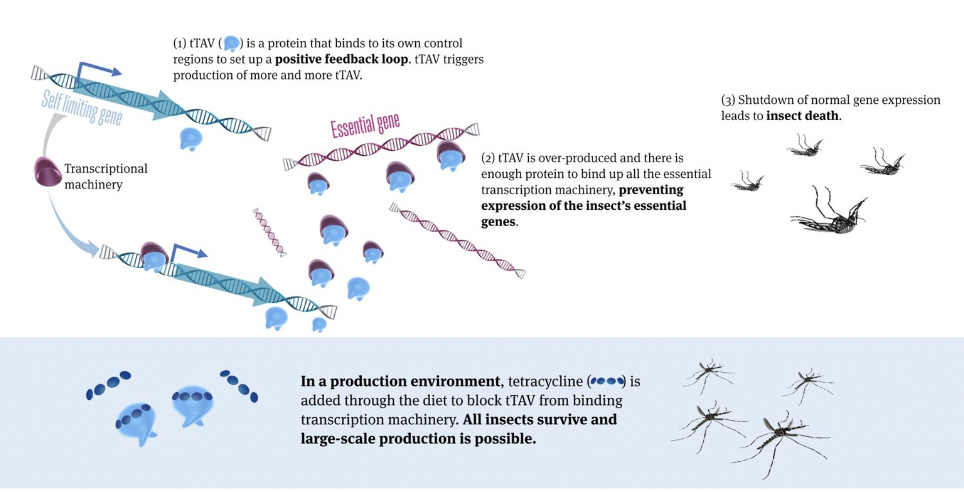 BugBitten Good news in the fight against vector-borne diseases