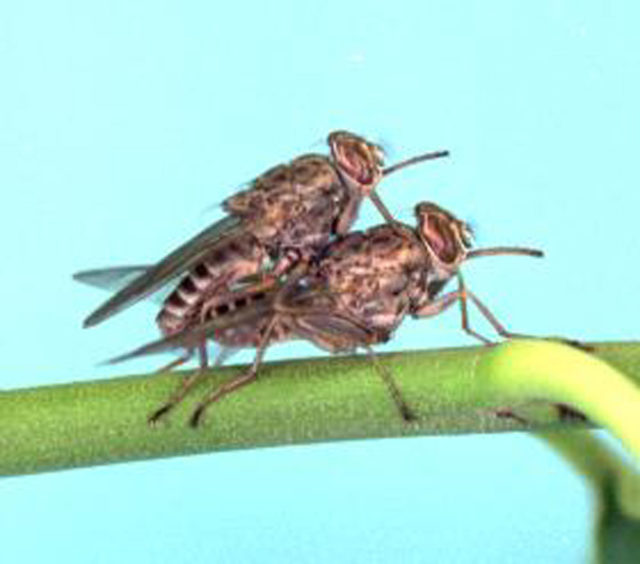 BugBitten A tsetse fly aphrodisiac is identified