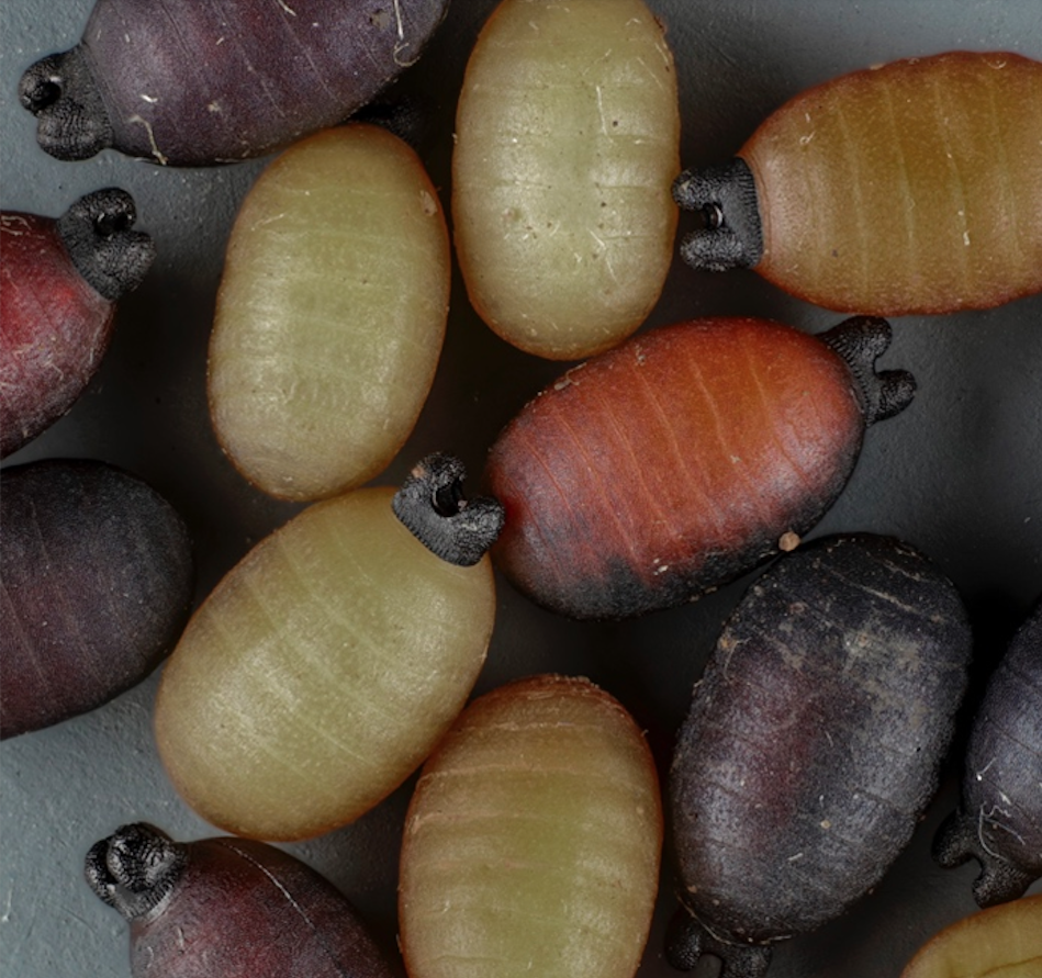 BugBitten A mother knows best: revisiting pheromones in tsetse ...