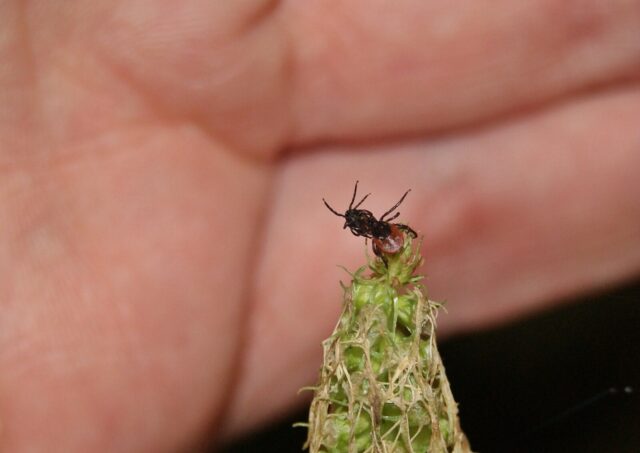 BugBitten When ticks fly: Can static attract the Lyme disease carriers ...