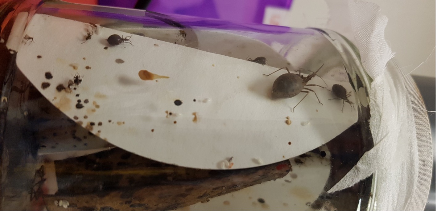 BugBitten AlertaChirimacha: Tracking Kissing Bugs Byte by Byte