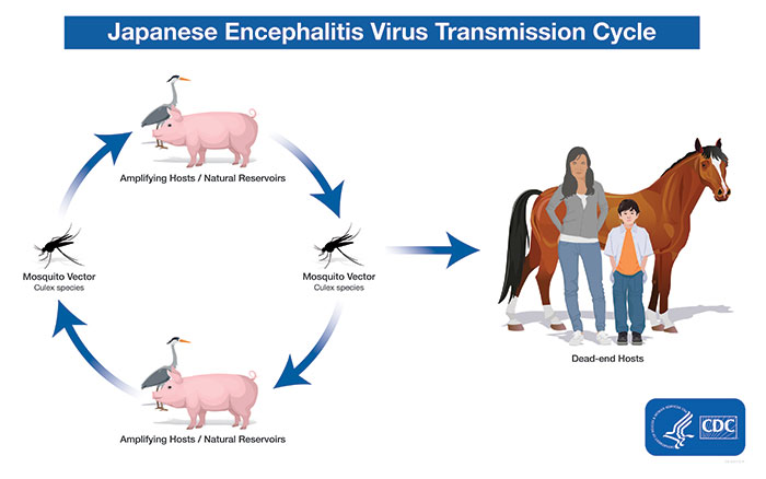 BugBitten An Arbovirus new to Australia