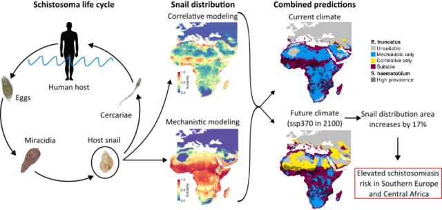 BugBitten Schistosomiasis vector snails on the move!