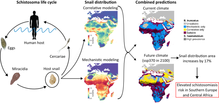 BugBitten Schistosomiasis vector snails on the move!