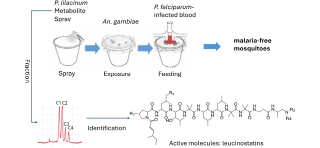 BugBitten Fungal compound inhibits transmission of malaria to mosquitoes