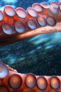 On Biology March biology highlights: octopuses, heavy metal, and pocket ...