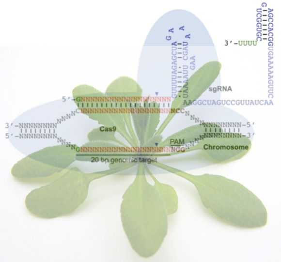Genome editing in plants - On Biology