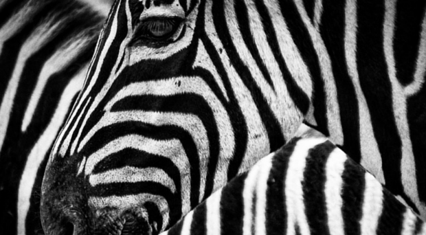 On Biology Why do zebras have stripes?