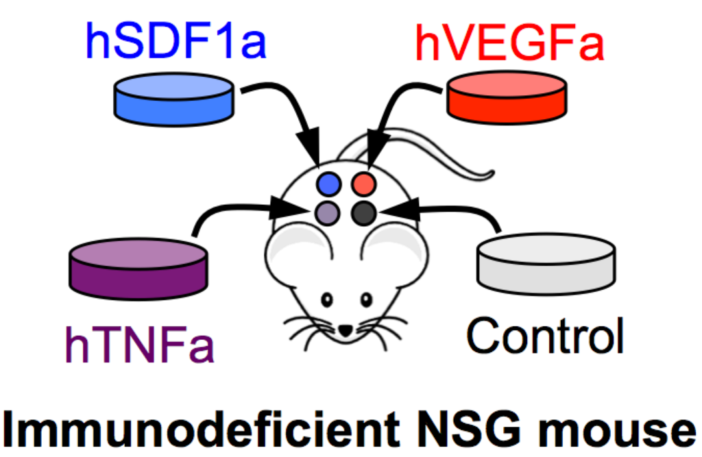 On Biology Multiplexing human stem cell research in mice
