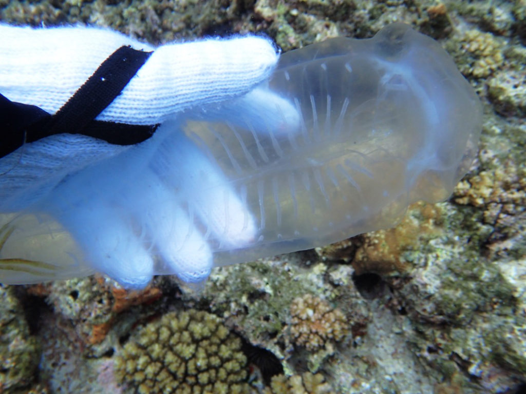 On Biology Tunicates: hiding in plain sight
