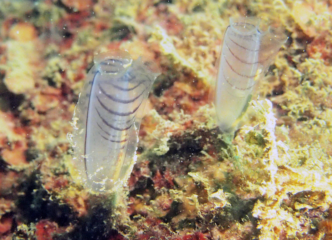 On Biology Tunicates: hiding in plain sight