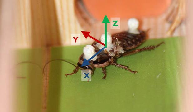 On Biology Cockroaches shift gears when speeding up their pace