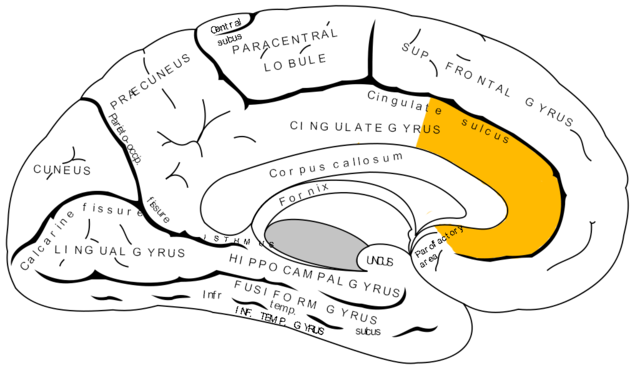 On Biology Ever wondered what goes on in a tree shrew’s mind?
