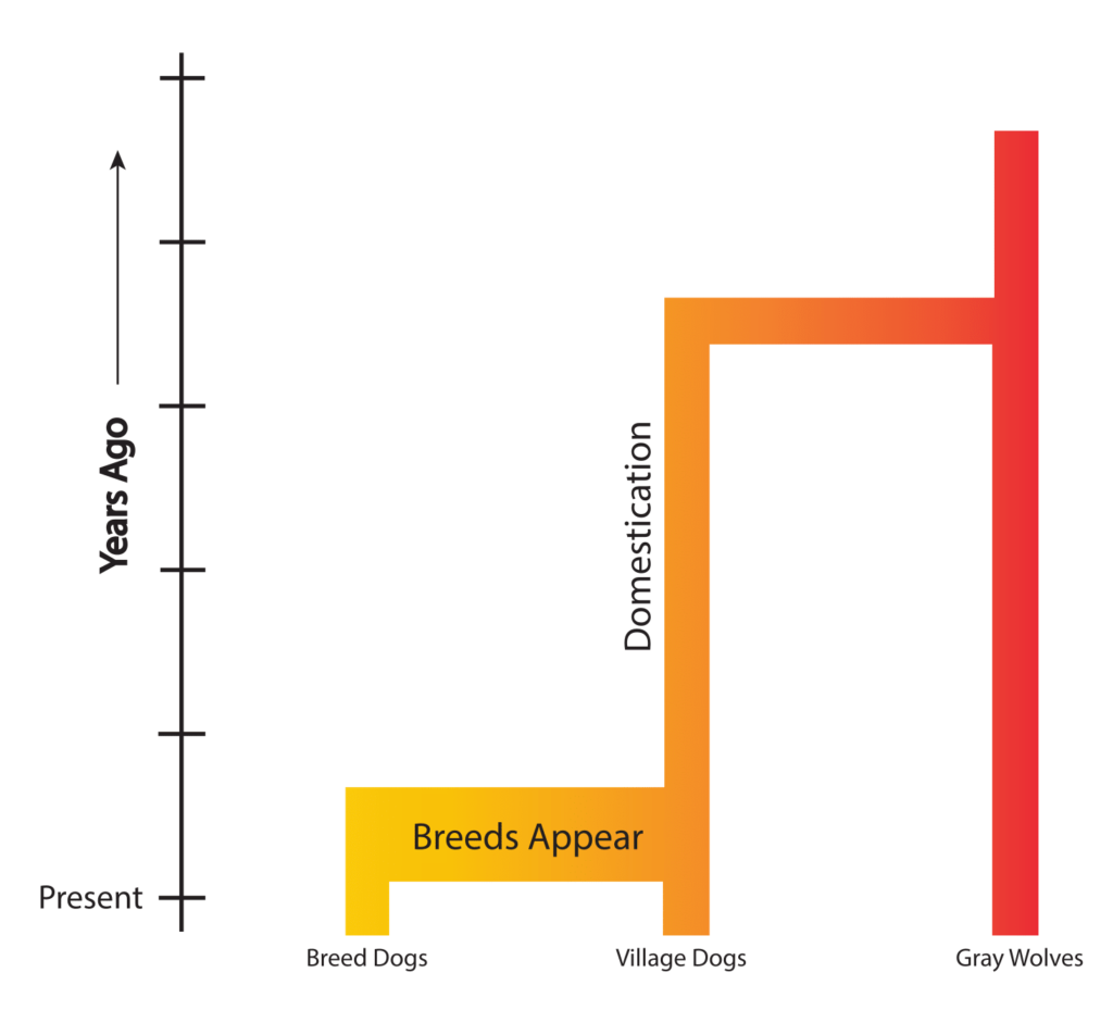 On Biology Village dog DNA reveals genetic changes caused by domestication