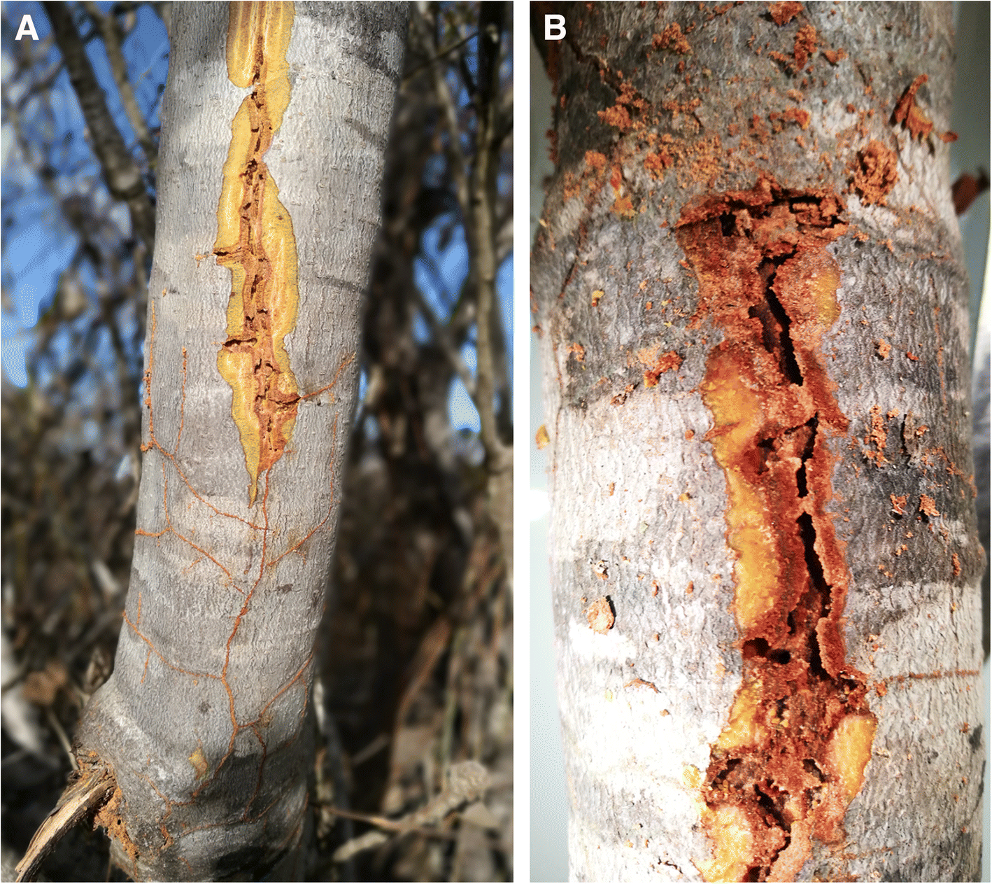 On Biology Ant adaptations for tunnelling through living wood