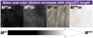 On Biology The genetics of merle coat patterns in dogs
