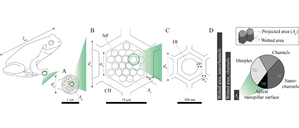 On Biology Kermit’s sticky little fingers: What do we know (and what ...