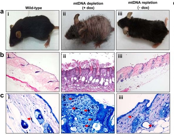 On Biology New study in mouse model demonstrates method for reversing ...