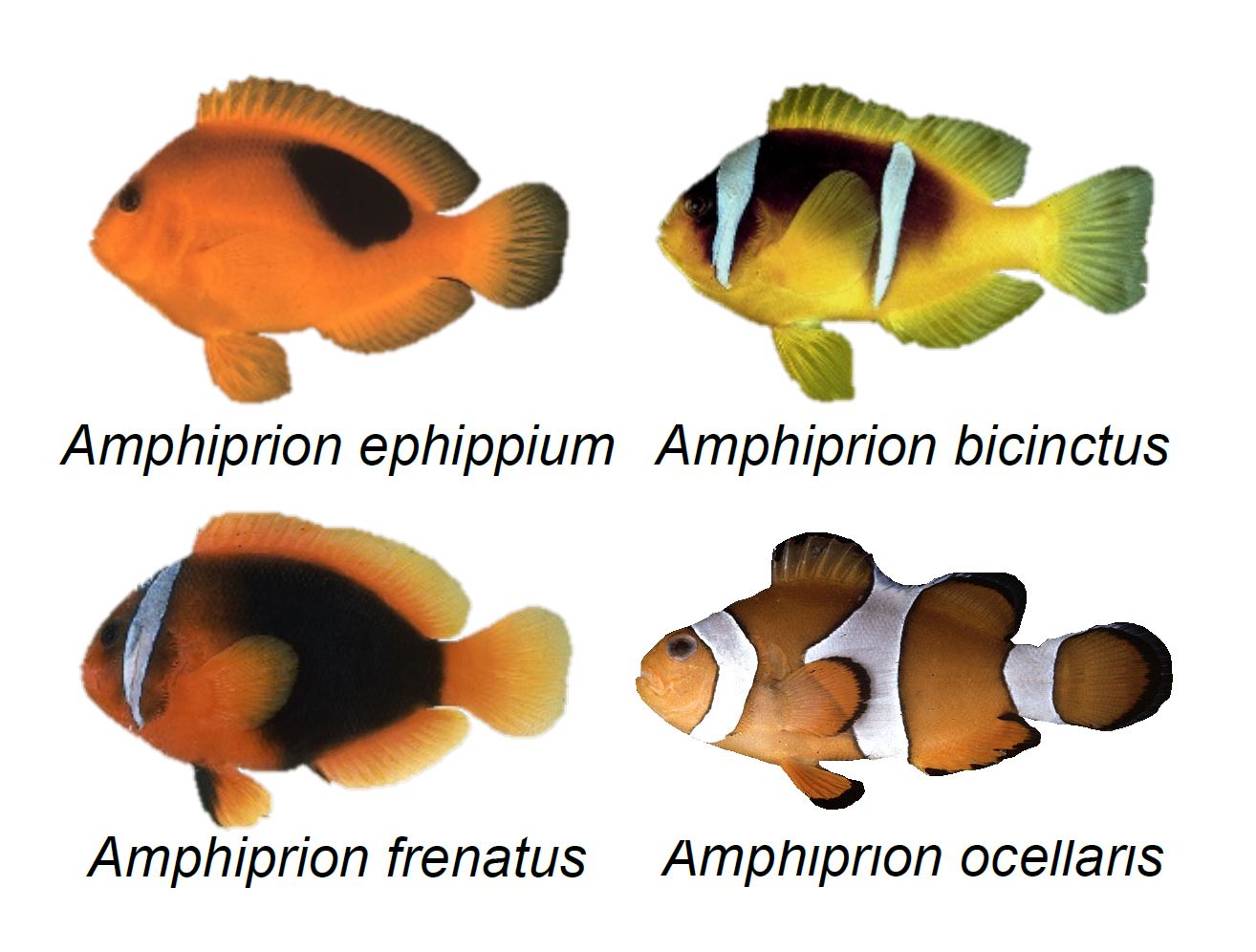 On Biology Evolution and development of white stripes in Nemo and his ...
