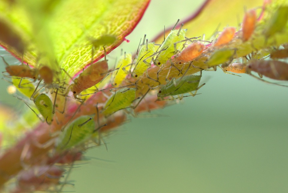 On Biology Why do aphids piggyback on each other after dropping off the ...