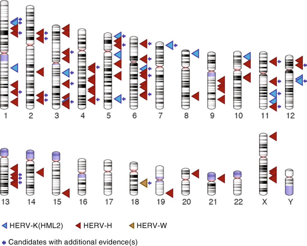 On Biology The viral content of human genomes is more variable than we ...