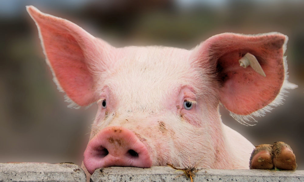 The pig fat quiz of the year - On Biology