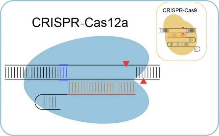 On Biology Bigger CRISPR- Cas12a toolbox, wider genomic coverage and ...