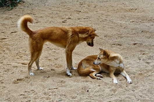 On Biology The Australian dingo: untamed or feral?