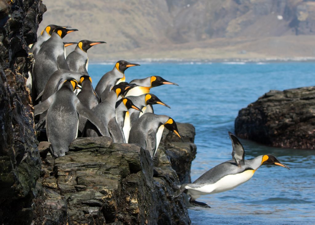 On Biology World Penguin Day quiz