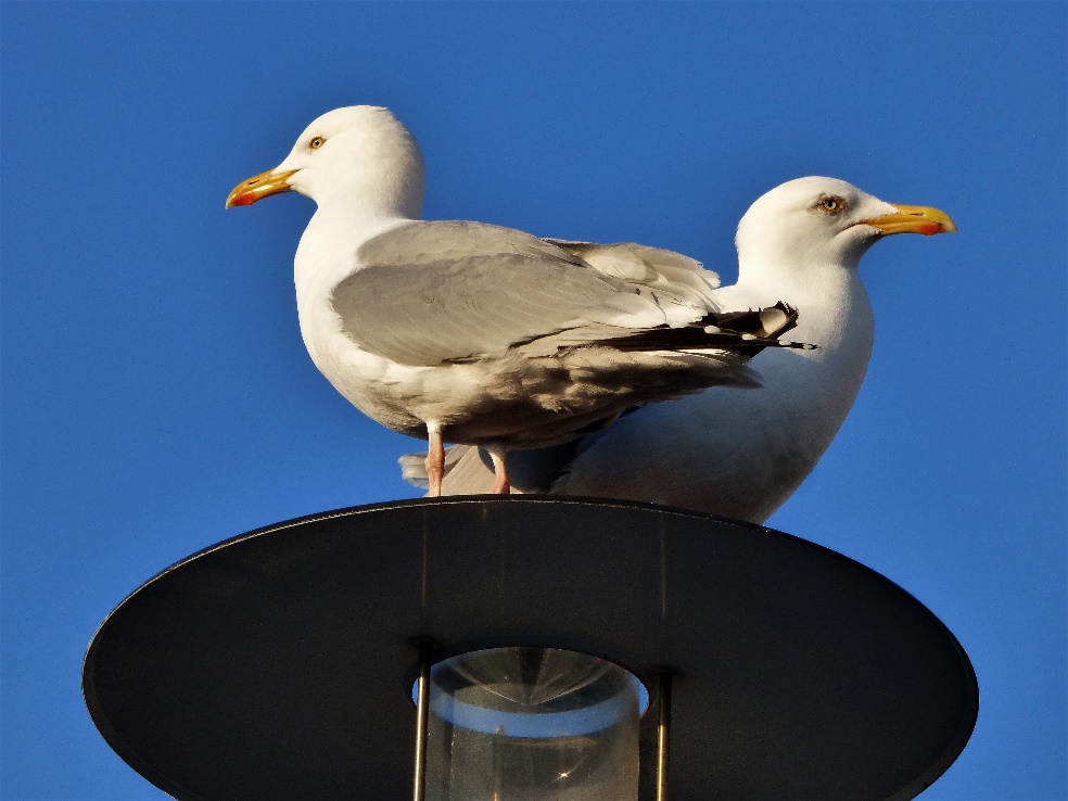 Why not all gulls eat fish and chips - On Biology