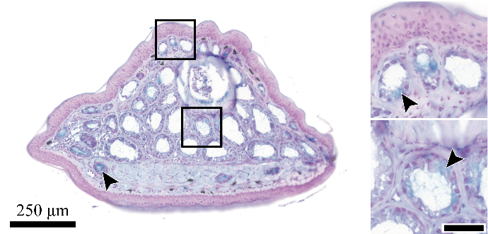 On Biology Extraordinarily ordinary: Mucus glands and mucus in the ...