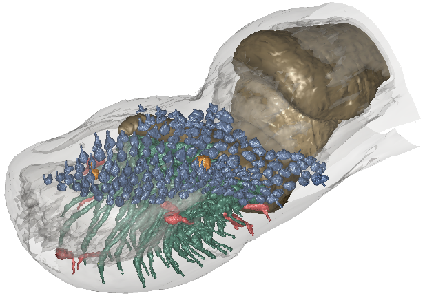 On Biology Extraordinarily ordinary: Mucus glands and mucus in the ...