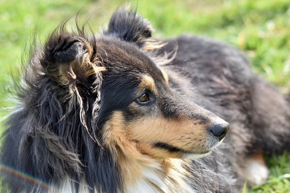 On Biology What do the dog breeds tell about the makings of our best ...