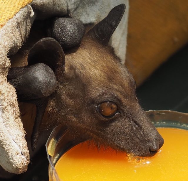 On Biology Fruit bats in flight