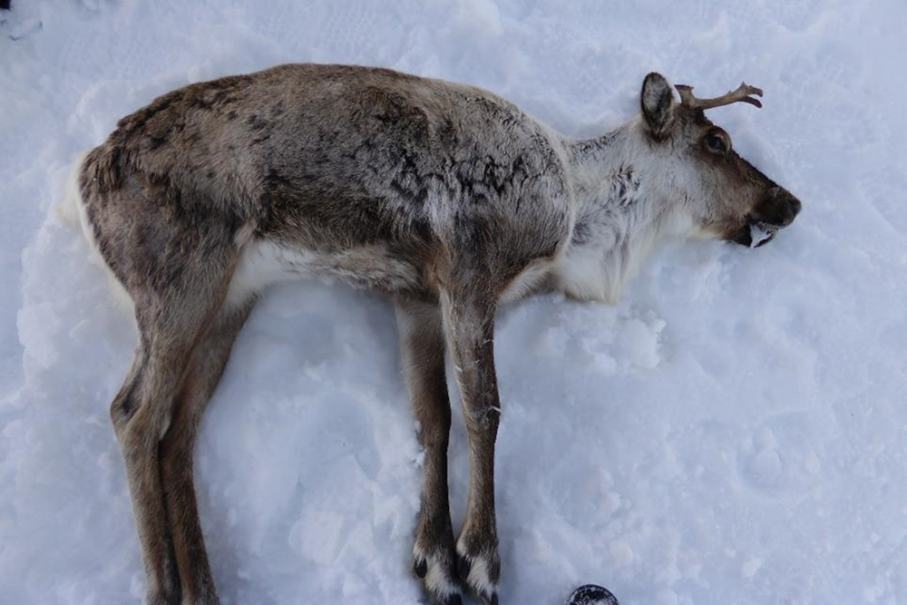 Chronic wasting disease of cervids in Europe – new strains on the ...