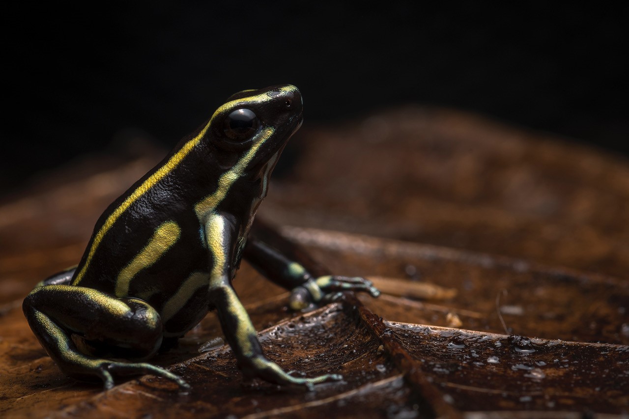 Don't be fooled: brown poison frogs also have chemical defenses on ...