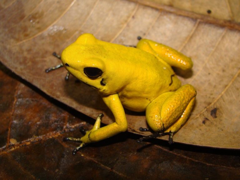On Biology Don’t be fooled: brown poison frogs also have chemical ...