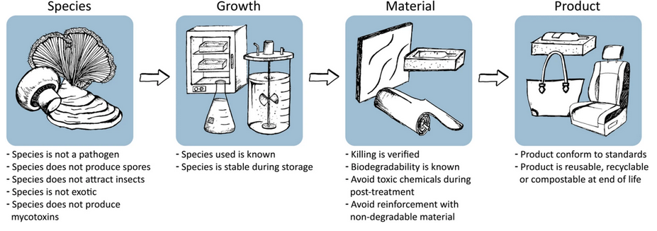On Biology Connecting materials science with fungal biology: A personal ...