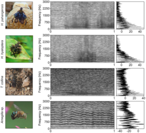 On Biology Southeast Asian clearwing moths buzz like their model bees