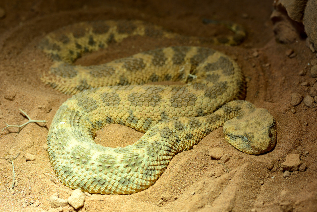 Managing snakebites in sub-Saharan Africa - On Medicine